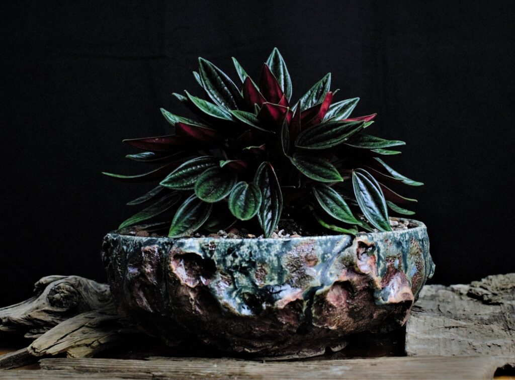 Ivaturi, Ravi | Northern Potters Association